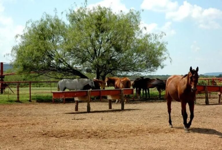 Where Was “Dances With Wolves” Filmed? - Peerspace