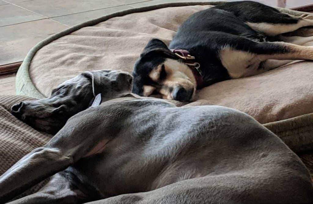 The 8 Best Pet Photographers in Atlanta - Peerspace