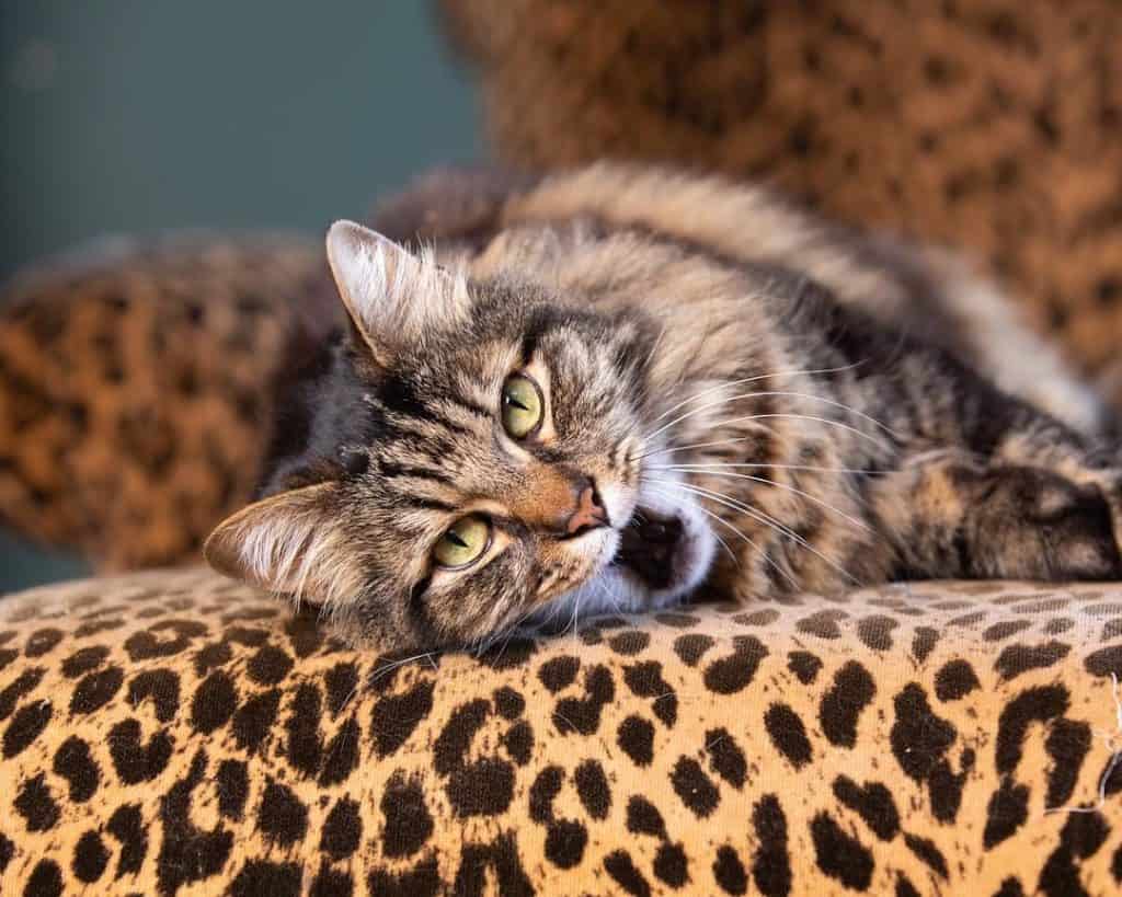 The 8 Best Pet Photographers in San Francisco - Peerspace