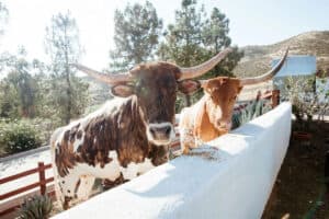 12 Gorgeous Western Photoshoot Ideas (2025) - Peerspace