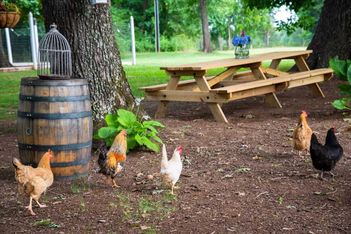 12 Bucolic Farm Photoshoot Ideas - Peerspace