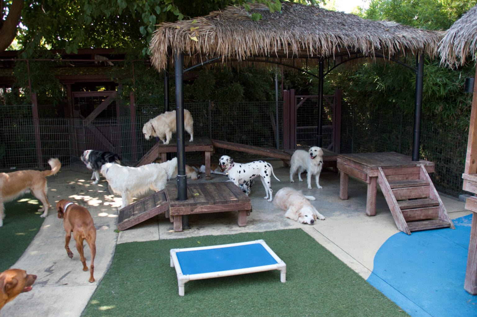 Dog Party Ideas: Plan the Perfect Birthday for Your Pup (2026) - Peerspace